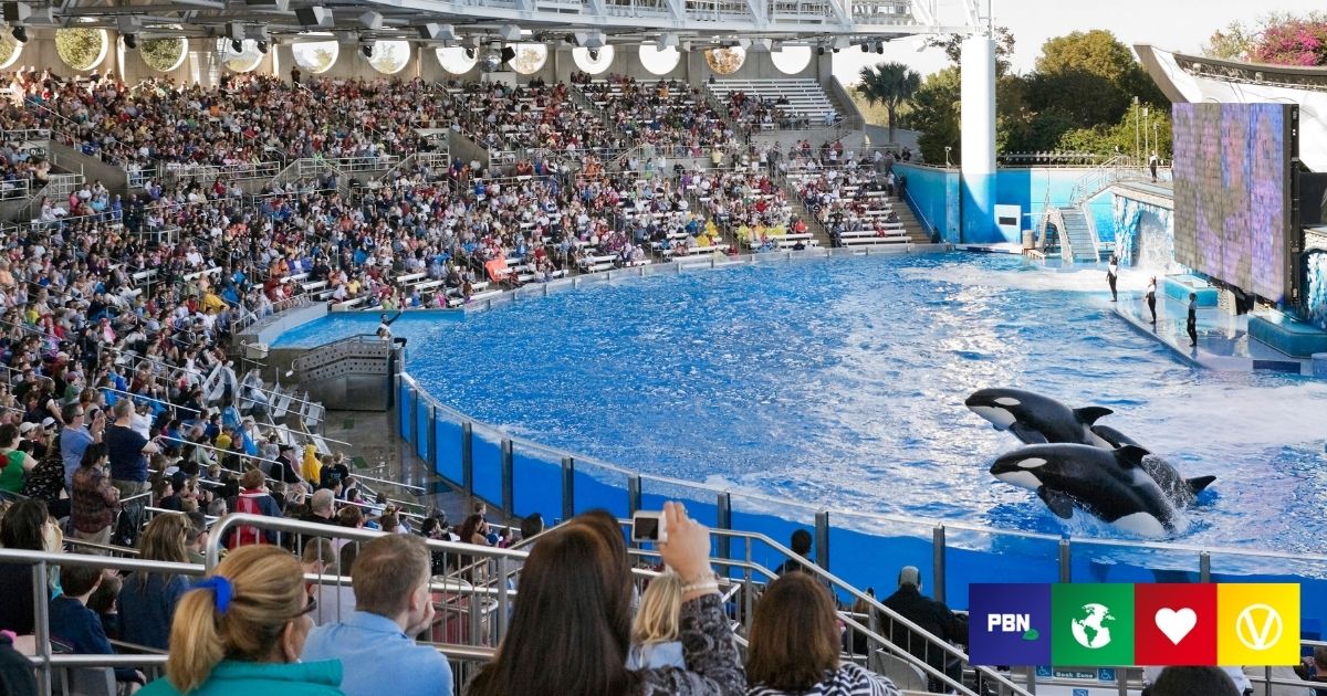 Former Orca Trainer Urges The Public To Boycott SeaWorld