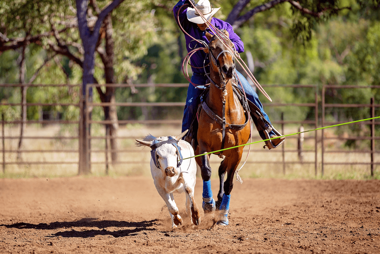 Prince Harry Spotted At Rodeo Despite Meghan's Animal Advocacy - Plant ...