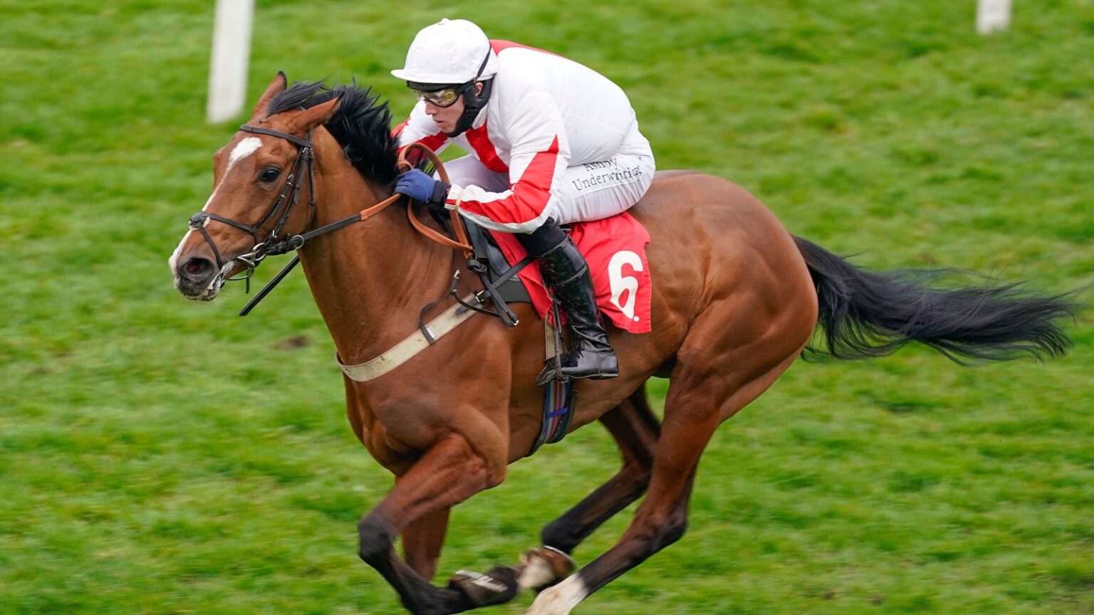 Another Horse Has Died At Cheltenham
