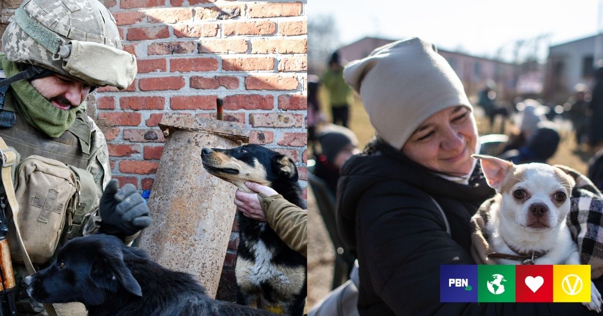 How People Are Coming Forward For Animals In Ukraine, And Where To Donate