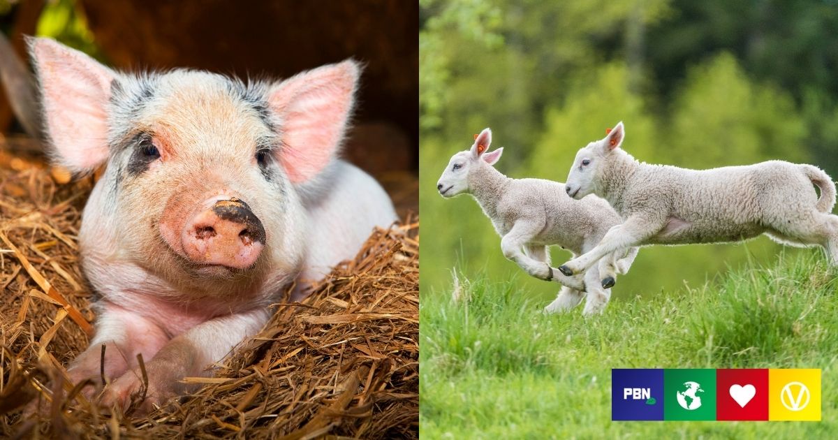 2.16 Million Animals Were Spared In Just One Month Thanks To Veganuary ...