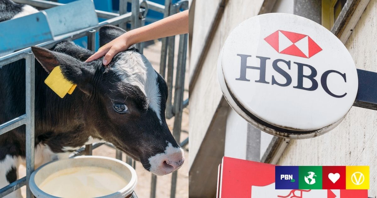 Exclusive: Dairy Farm That 'Tormented' Cows Heavily Funded By HSBC