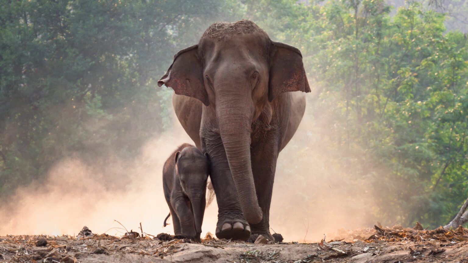 Unchained TV Features New Series About The Amazing Asian Elephant