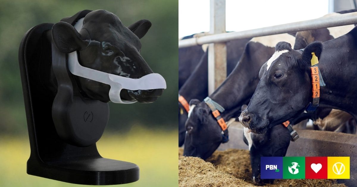 Farmers Test Modified Animal Feed And Methane Masks On Cows To Reduce ...