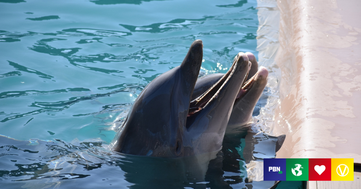 New Report Calls Out Groupon For Promoting Animal Exploitation
