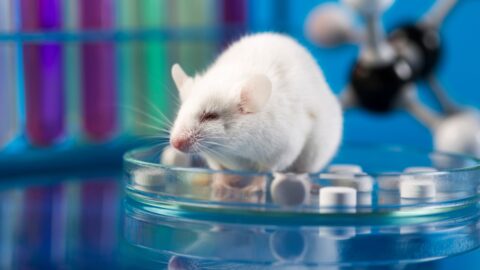 New Study Findings Could Reduce Animal Testing In The Medical Field