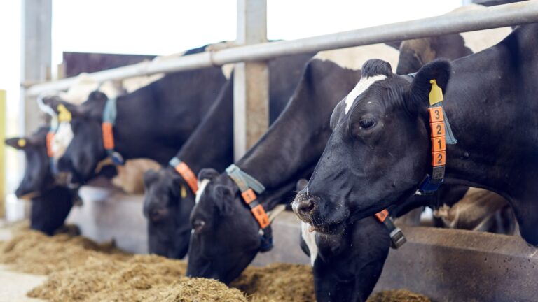 Farmers Test Modified Animal Feed And Methane Masks On Cows To Reduce ...