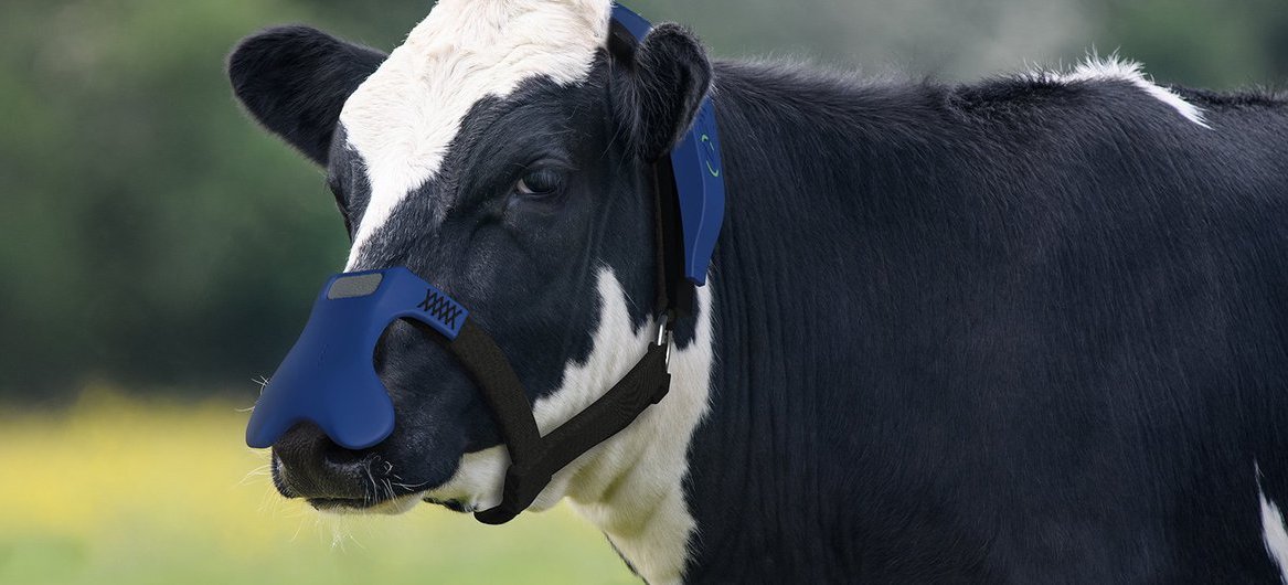 Farmers Test Modified Animal Feed And Methane Masks On Cows To Reduce ...