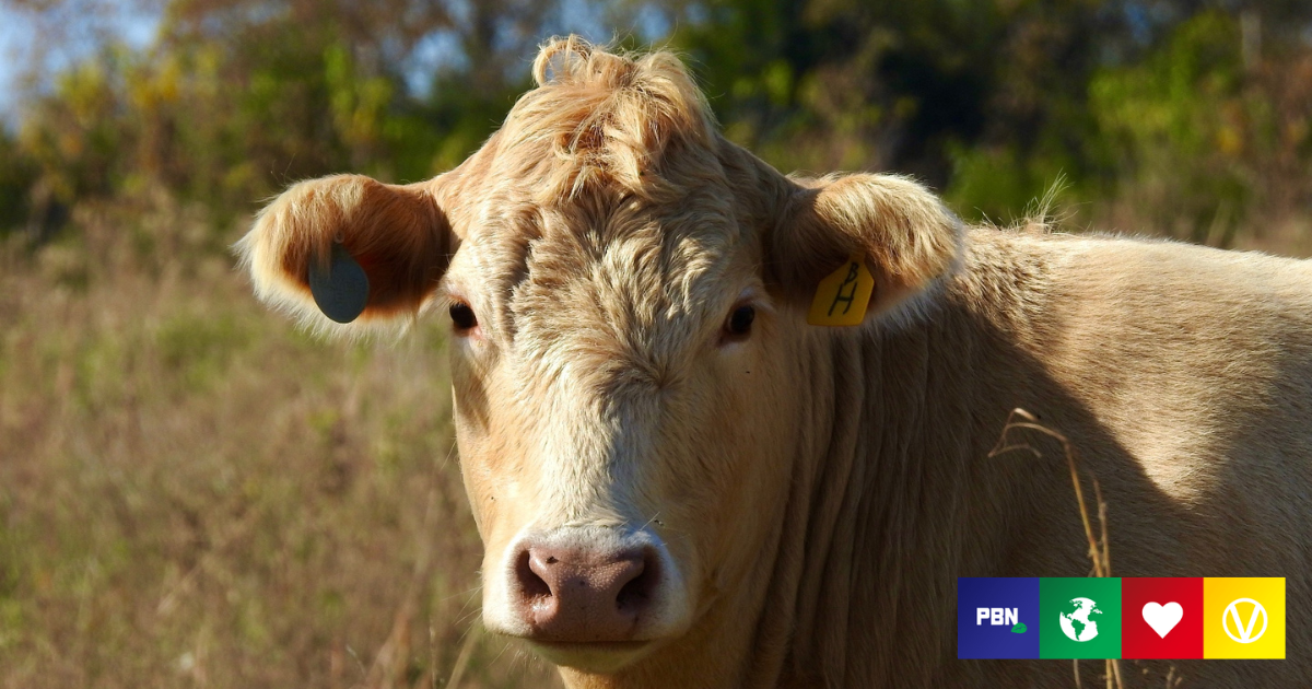 Thousands Of Cows Die Due To Extreme Heat In Kansas