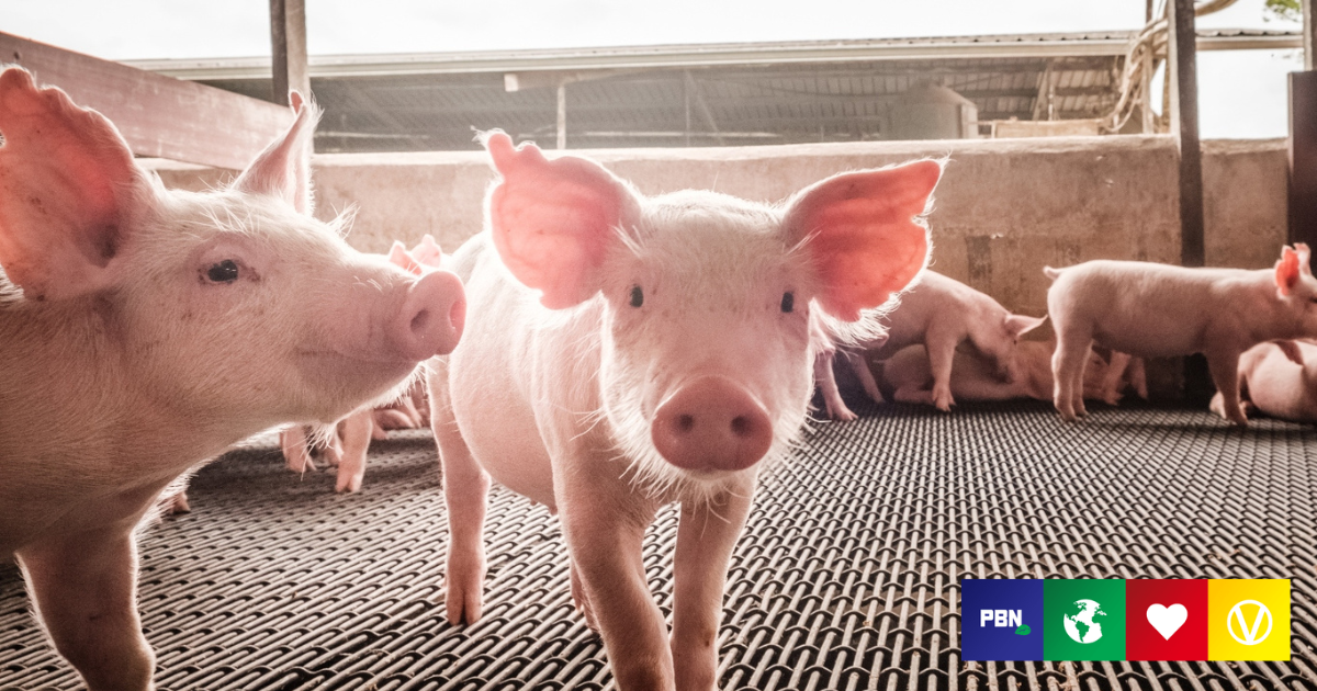 New USDA Petition Aims To Stop 'Humane' Meat Labels