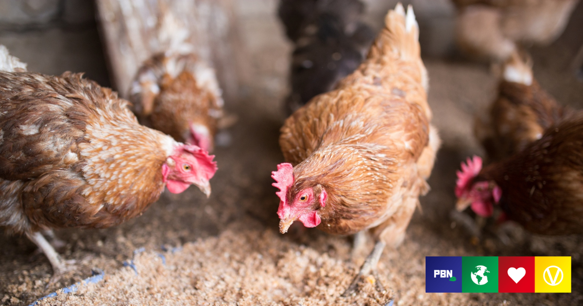 WWF Warns Too Much UK Land Is Used To Grow Livestock Feed