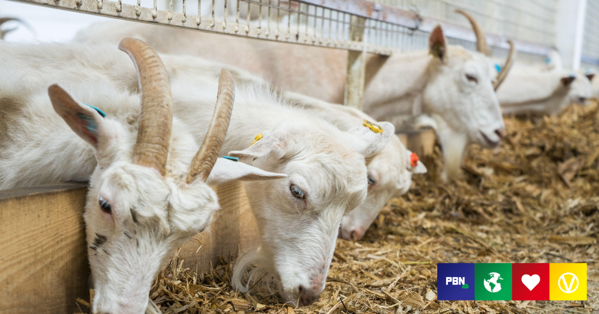 New Investigation Uncovers 'Shocking' Violence In The Goat Milk Industry