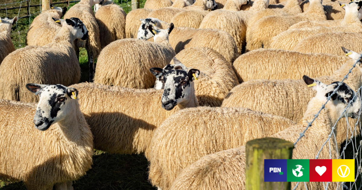 Why We Must Remember The History Of Animal Advocacy