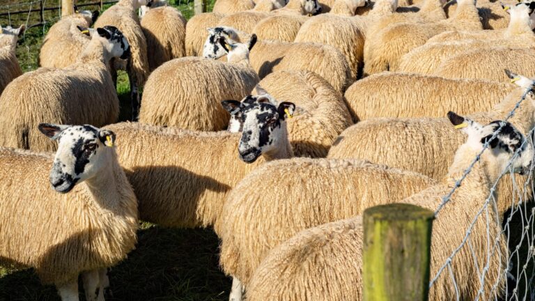 Why We Must Remember The History Of Animal Advocacy