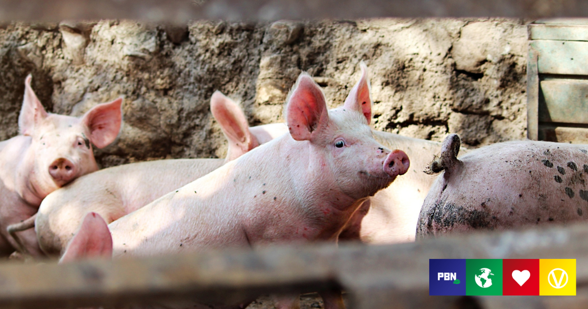 RSPCA-Approved Farm Under Investigation For 'Deeply Distressing' Pig ...