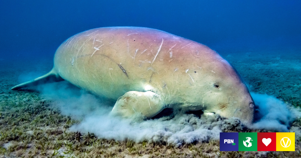 Dugongs Declared Functionally Extinct In China Following Habitat Loss ...
