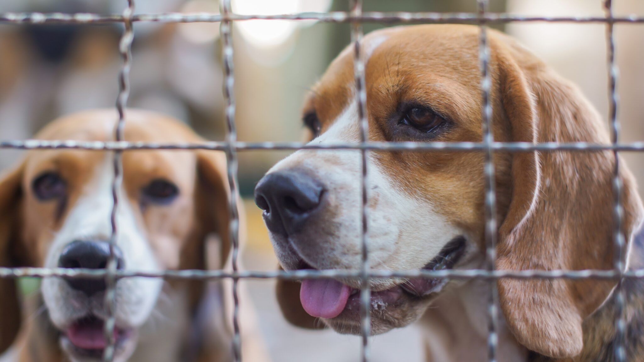‘It’s A Happy Day’ - Last Of 4,000 Beagles Freed From Breeding Facility