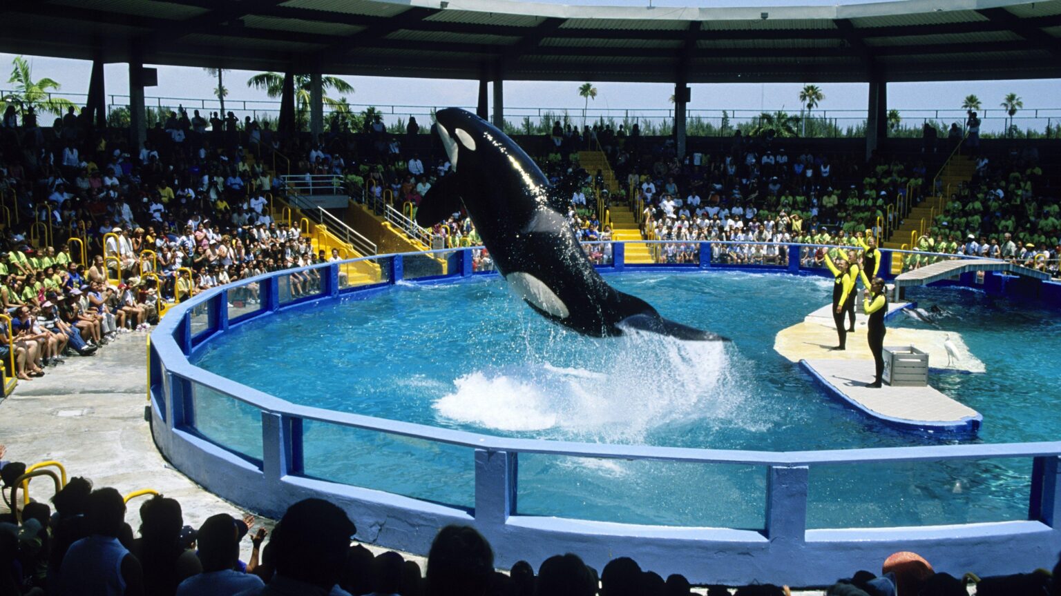 Lolita The Orca ‘Could Finally Be Freed’ After Half A Century In Captivity