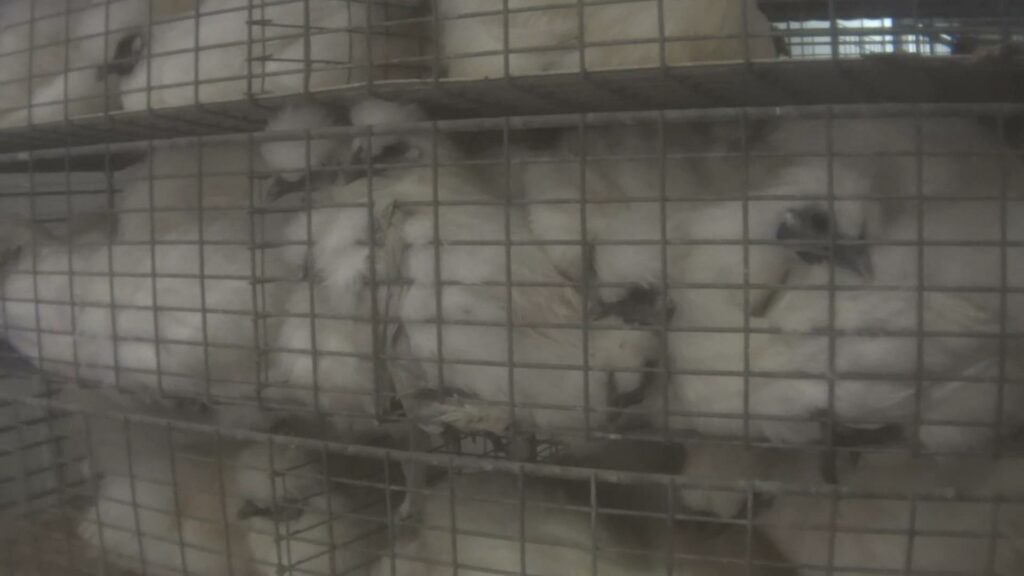 Animal Abuse Documented At Multiple Markets In San Francisco