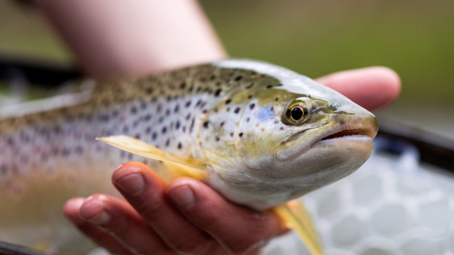 Why Cultured Meat Could Be The Answer To The Global Overfishing Crisis