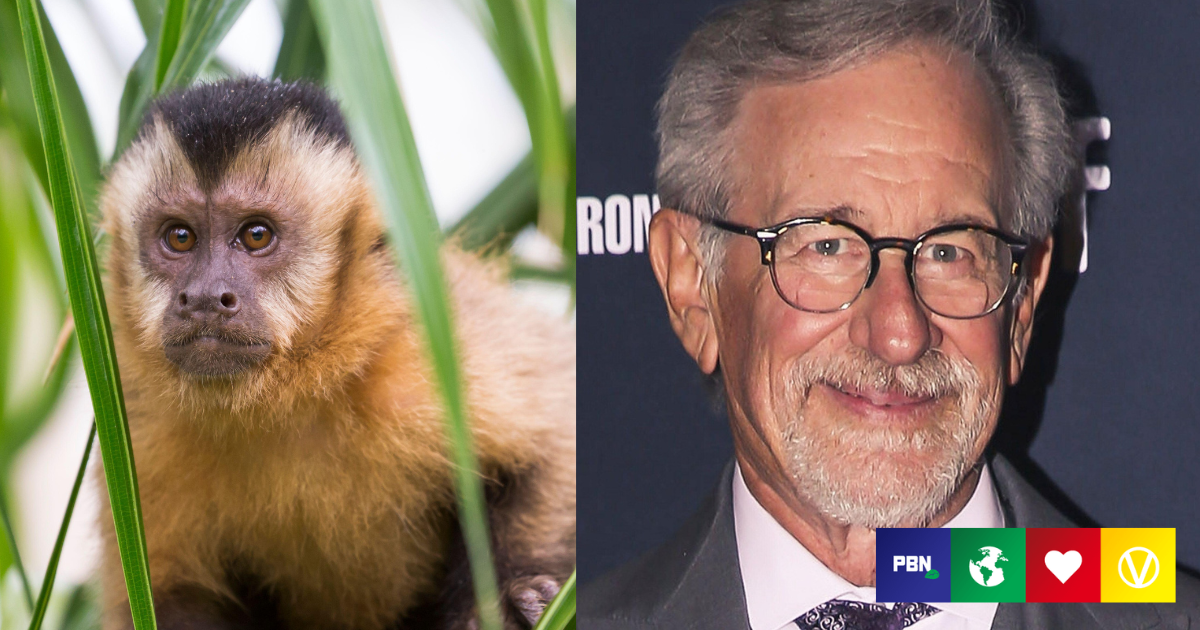 Steven Spielberg Criticized For Using Real Monkey In New Movie ‘The ...