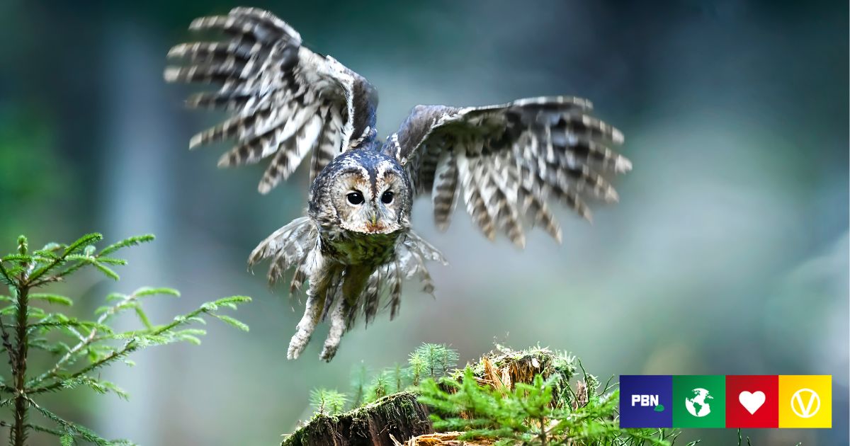 RSPB Calls Government Proposal To Relax Planning Restrictions An ...