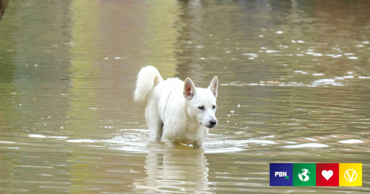 The Climate Crisis Is Putting Extra Pressure On Animal Rescue Organizations