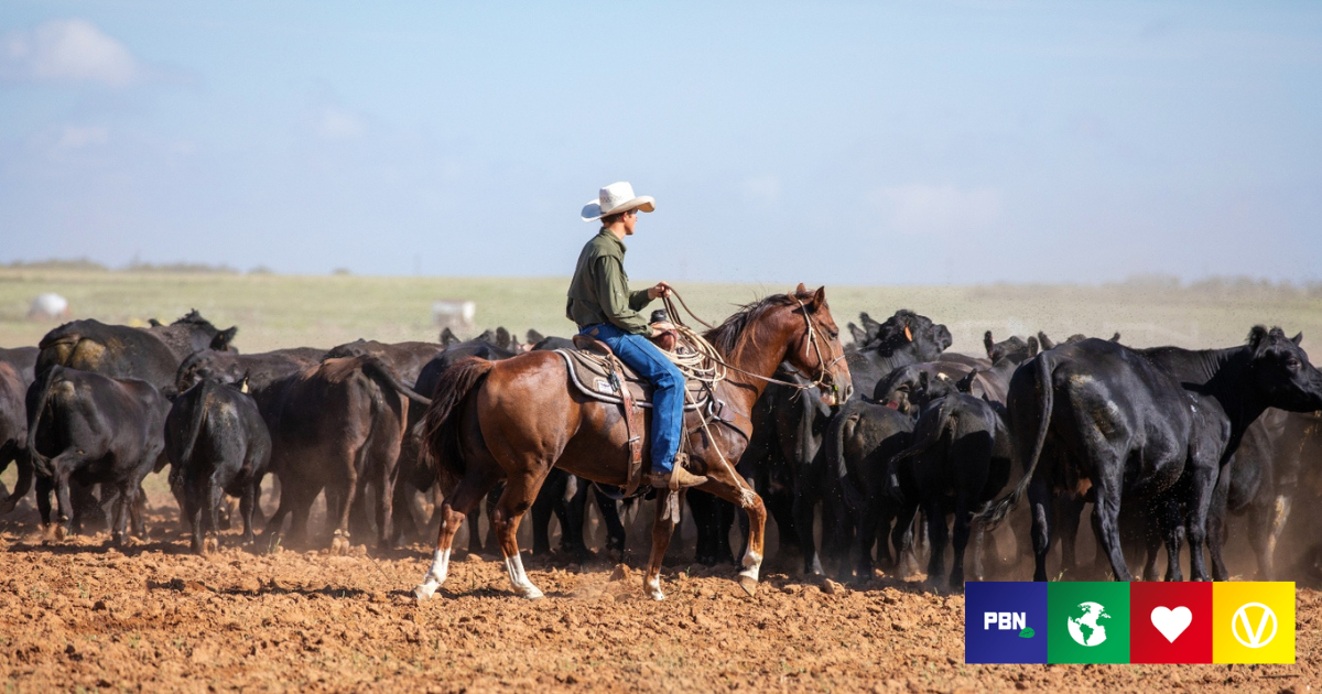 Texas Drought Leads To Increase In Cows Being Slaughtered