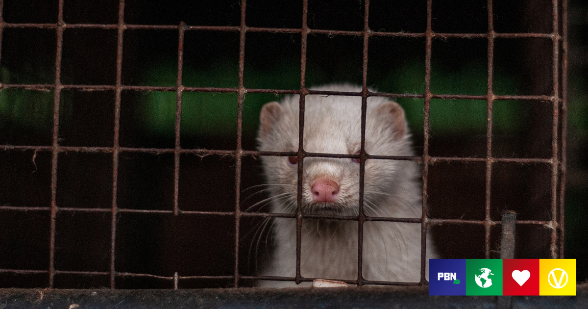 306,000 People Are Backing A Ban On Europe’s Fur Trade - Here’s How To ...