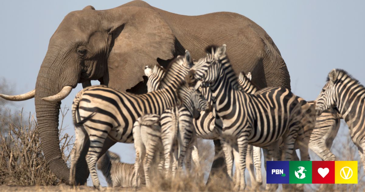The Climate Crisis Forces Zimbambe To Relocate Thousands Of Wild Animals