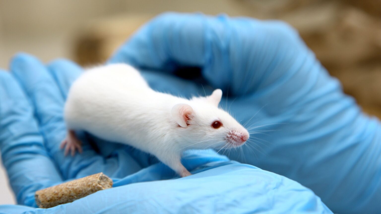 1.4 Million Europeans Call For An End To Cosmetic Animal Testing