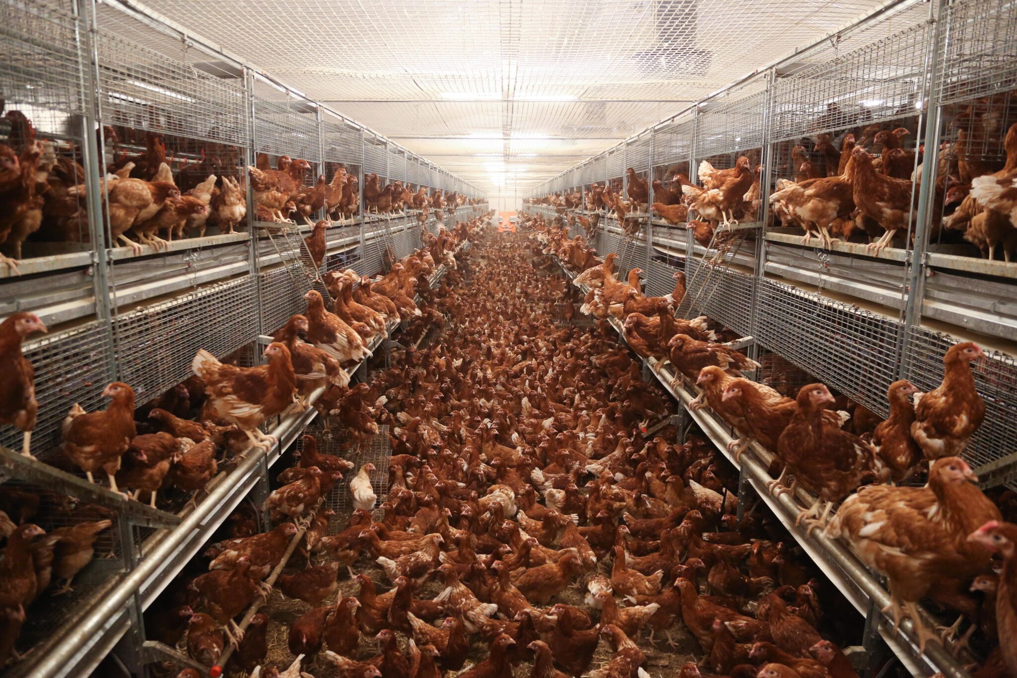 UK Factory Farming Is Booming - When Will We Stop Romanticizing Our ...