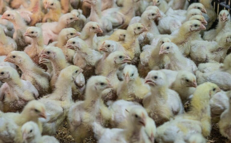Switzerland Votes Against Ban On Factory Farming In Referendum