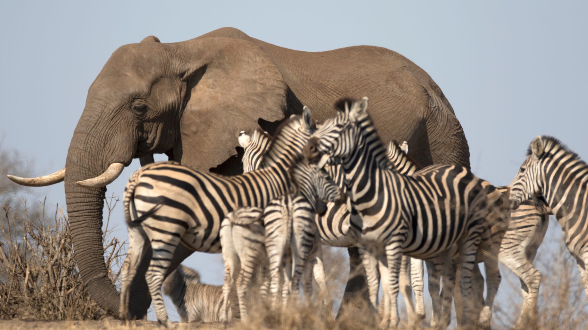 The Climate Crisis Forces Zimbambe To Relocate Thousands Of Wild Animals