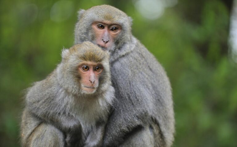 UK Zoo Keeping Monkeys And Meerkats Considers Euthanizing Animals