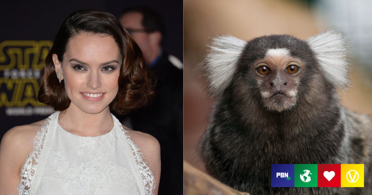 'Star Wars' Actor Daisy Ridley Is Calling For An End To University Monkey Experiments