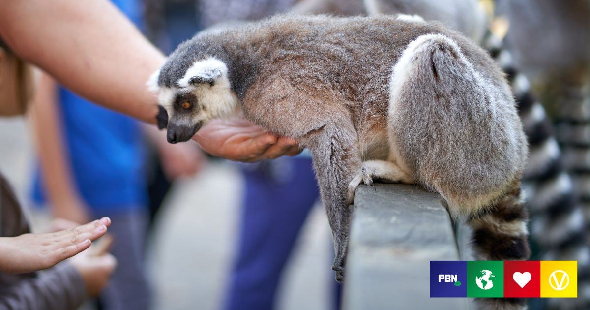 Zoo Animals Killed By Tuberculosis ‘Likely Caught From Humans’