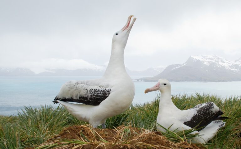 Nearly Half Of Bird Species Are In Decline, Here's Why Humans Are To Blame