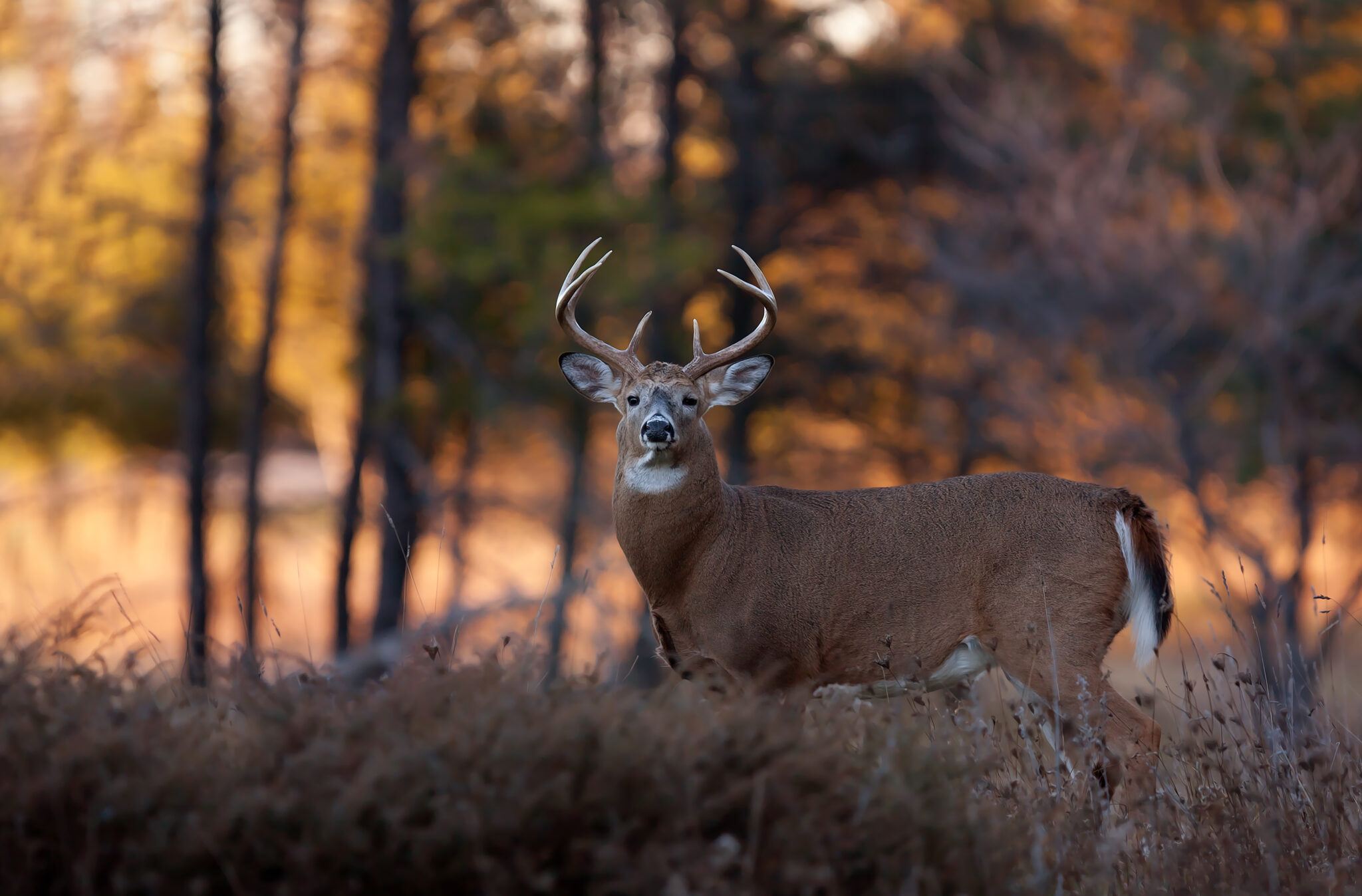‘It’s Shocking’: NHS Sparks Outrage After Serving ‘Culled’ Deer To Patients