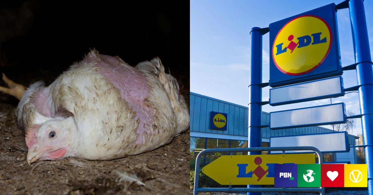 Lidl Faces Animal Cruelty Scandal Following Investigation Into Chicken ...