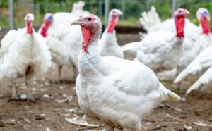 Nearly 140 Charges Filed Against Turkey Farm Workers After ...
