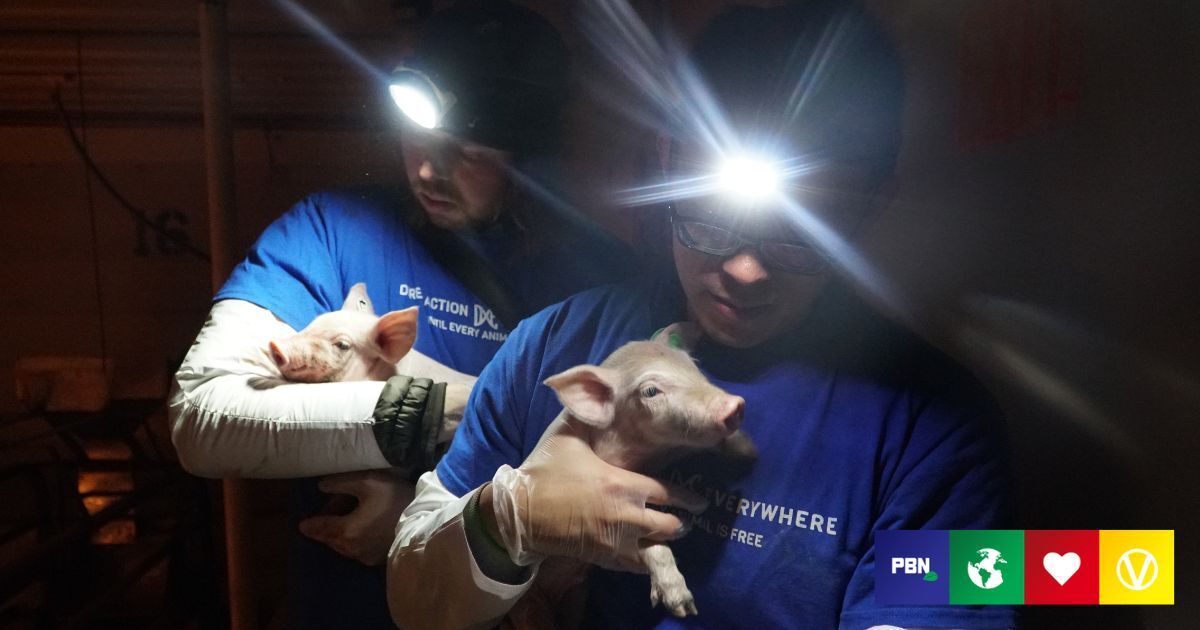 Animal Rights Activists Found Not Guilty After Rescuing Pigs From ...