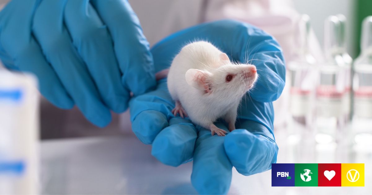 Exeter Graduate Discovers Animal-Free Alternative To Rodent Brain Testing