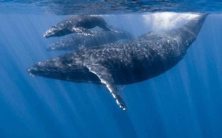 Fears Commercial Whaling Ban Could Be Lifted 40 Years After It Was ...