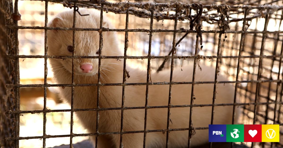 40,000 Minks Freed From Ohio Fur Farm By Anonymous Activists