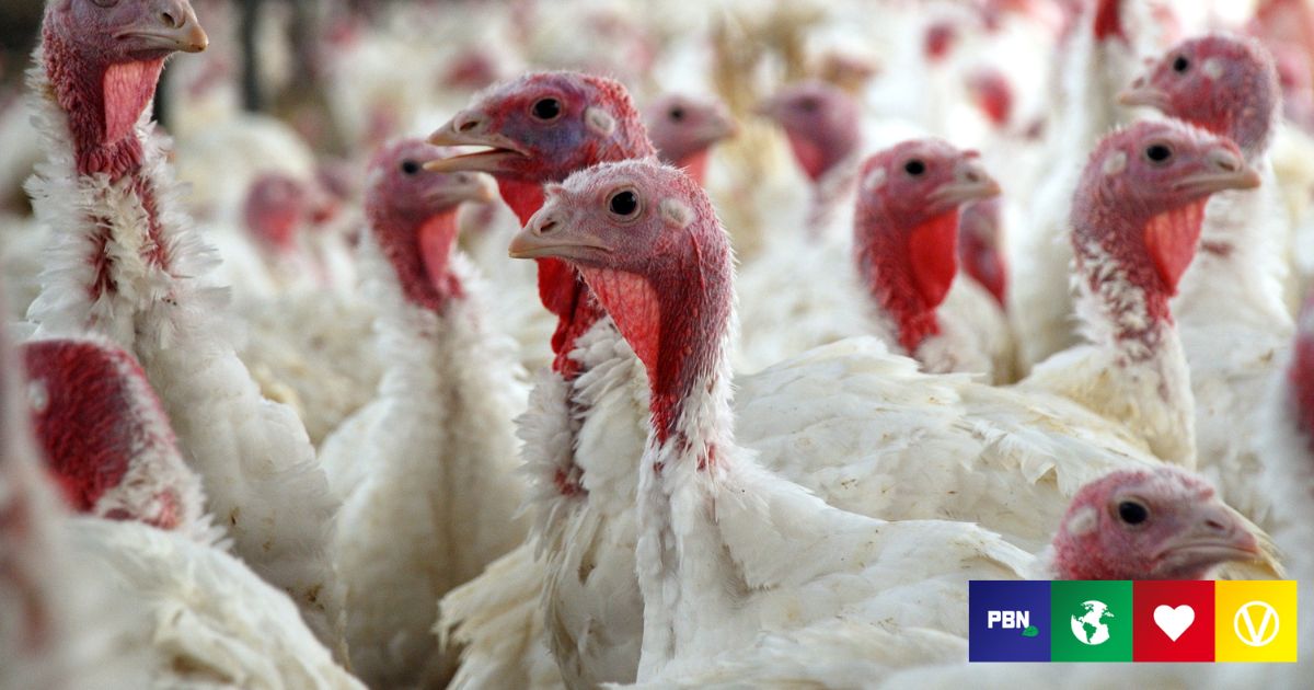 Half Of UK’s ‘Free-Range’ Turkeys Have Been Culled Or Died From Bird Flu
