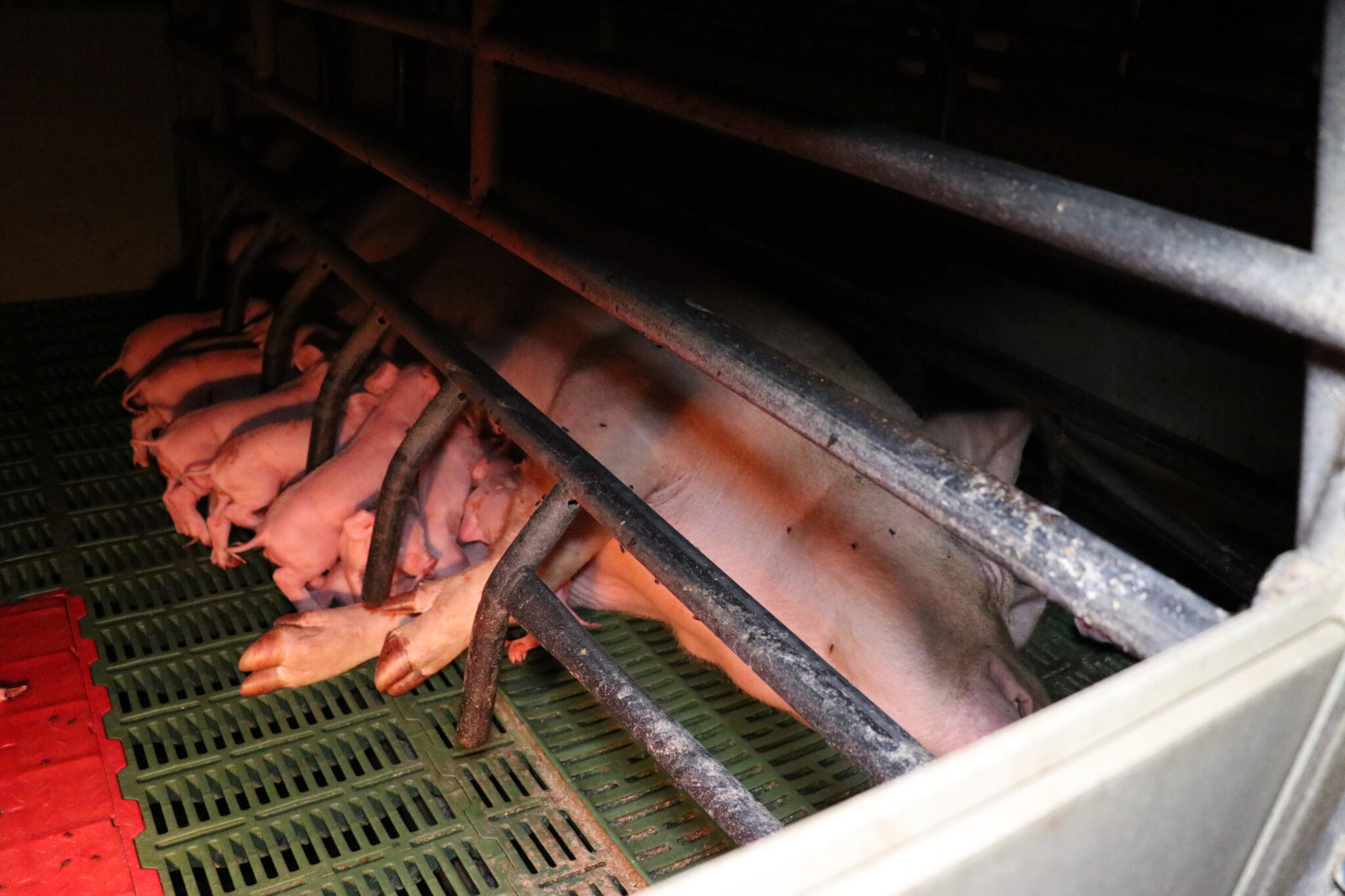 One Of The UK’s Largest Pig Farms Closes Down Following Animal Welfare ...