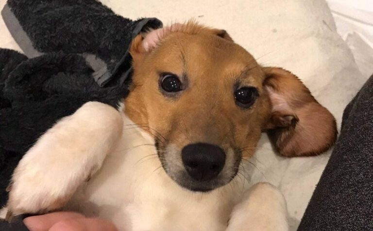 ‘Blood On Your Hands’: Police Return Rescued Puppies To Animal Testing ...