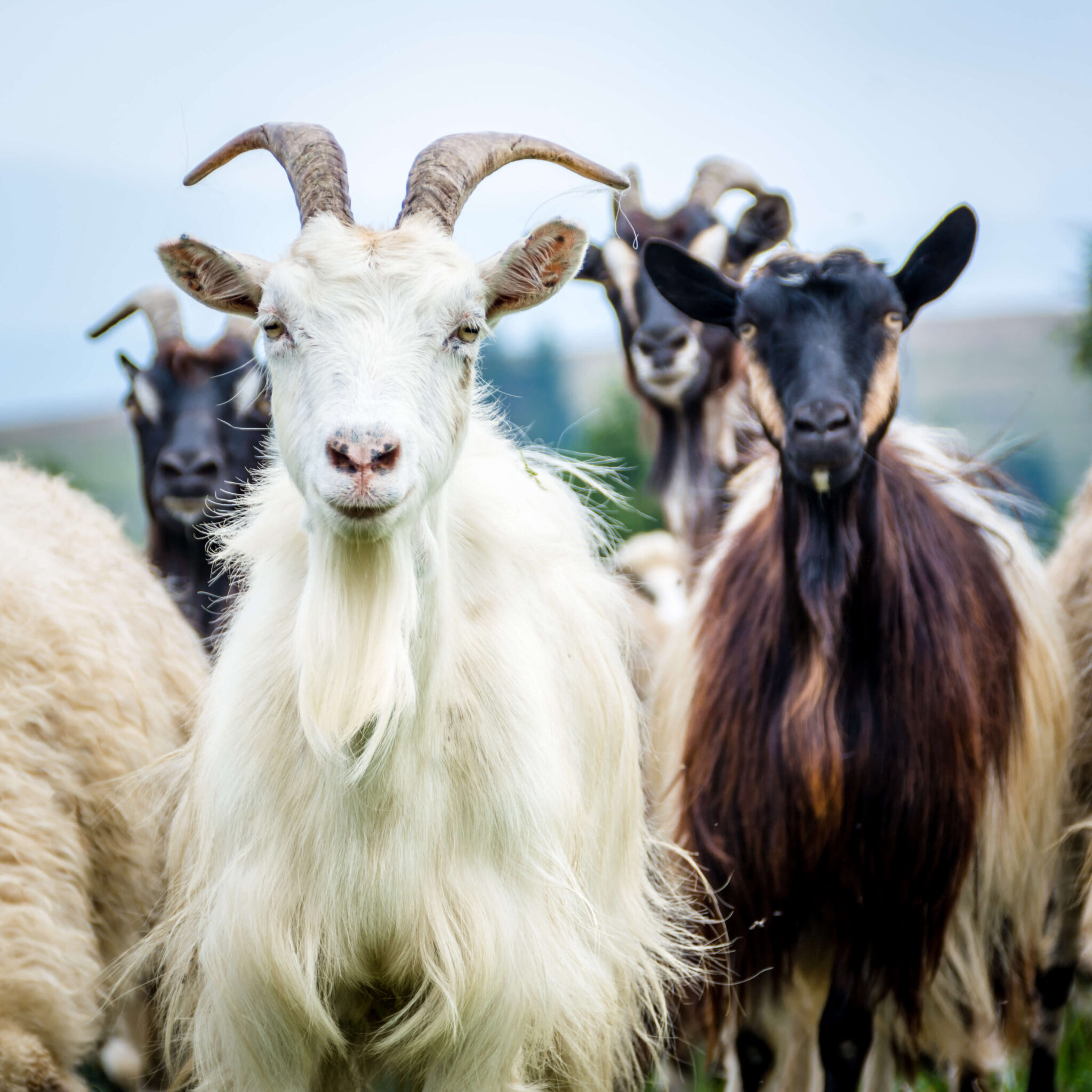 Victoria’s Secret Bans Cashmere After Receiving Undercover Farm Footage