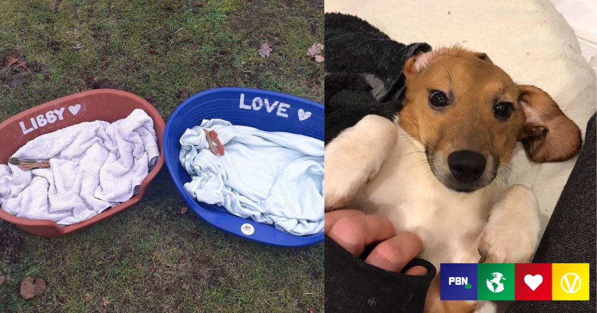 ‘Blood On Your Hands’: Police Return Rescued Puppies To Animal Testing ...